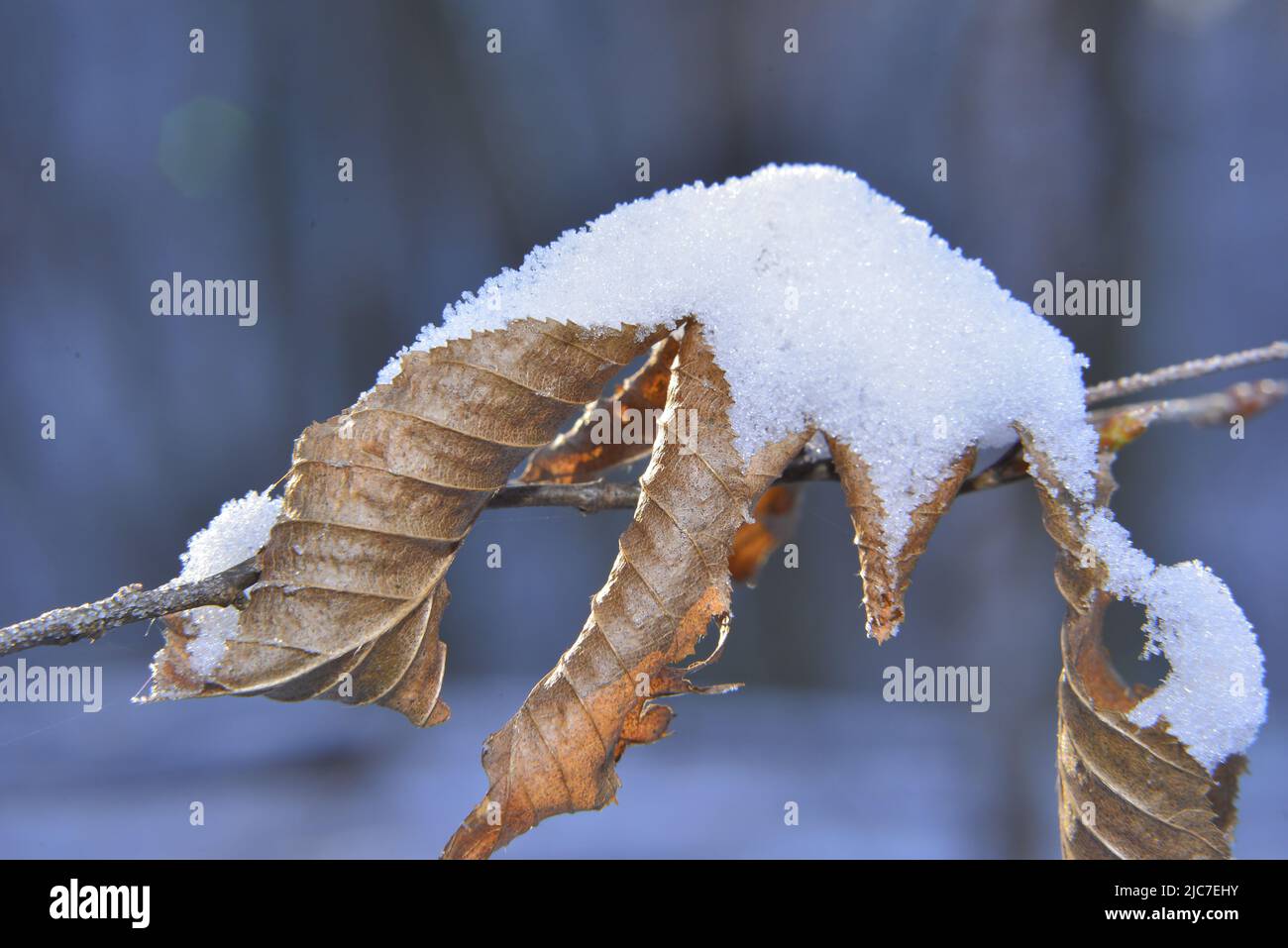 Dry leaf with snowflake in early winter days Stock Photo - Alamy