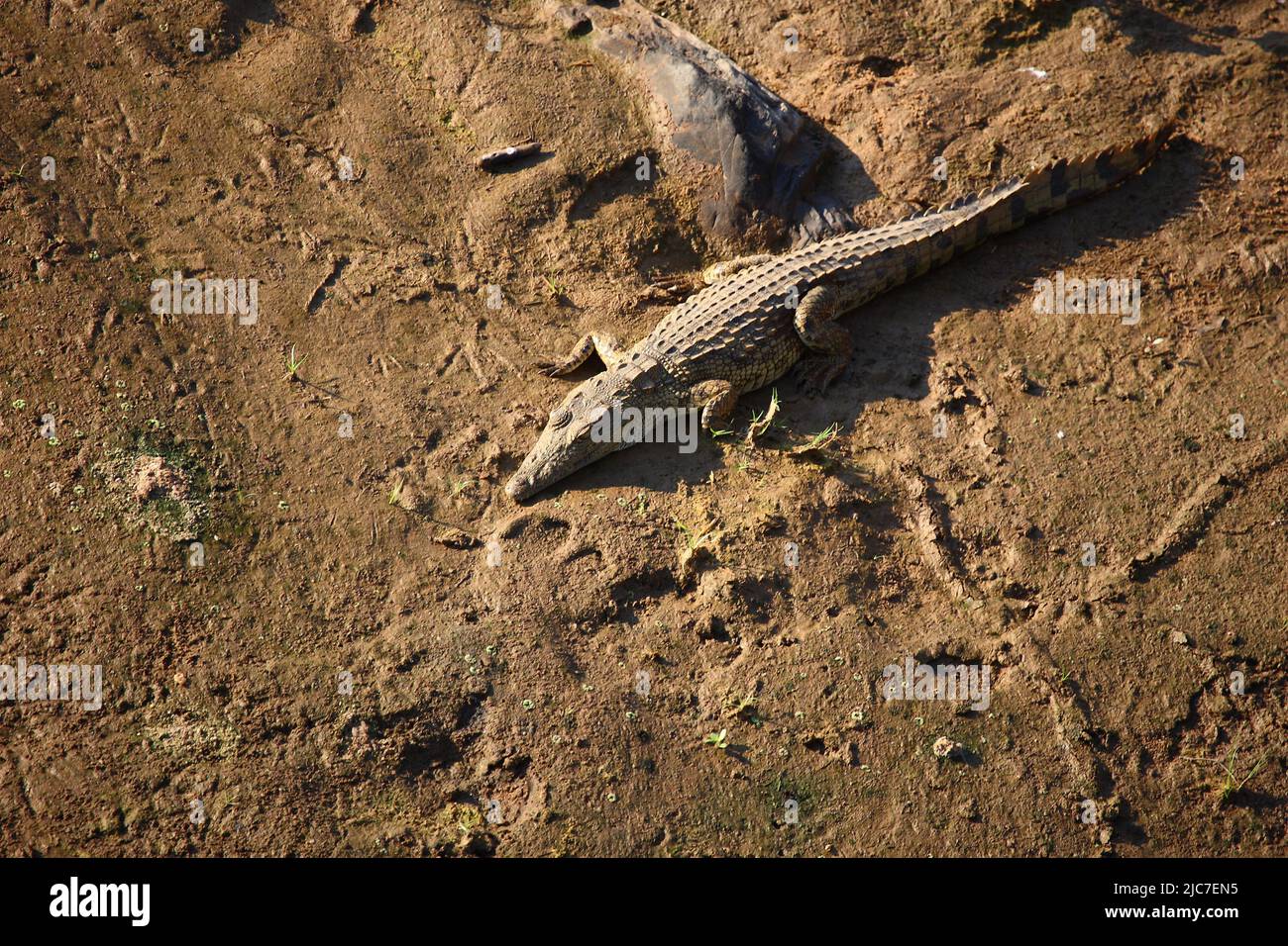Nilkrokodil / Nile crocodile / Crocodylus niloticus Stock Photo - Alamy