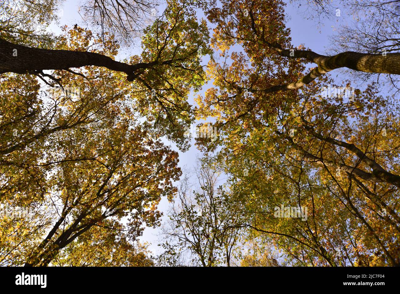 Beeches with ochre leaves in autumn Stock Photo - Alamy