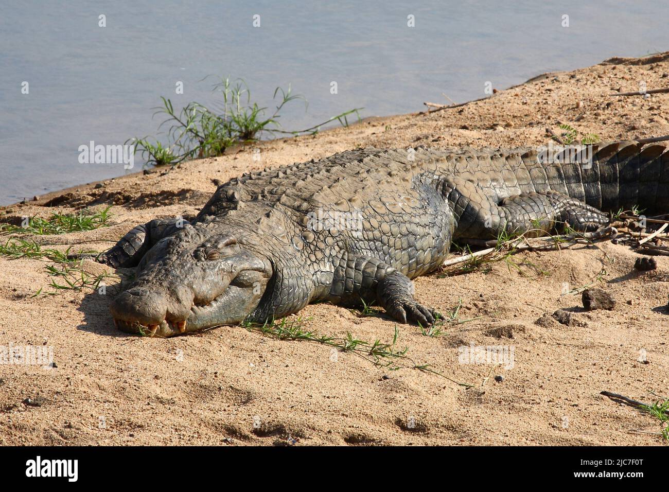 Nilkrokodil / Nile crocodile / Crocodylus niloticus Stock Photo - Alamy