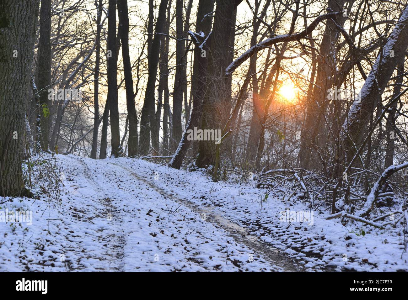 Sunset through the trees of the snowy forest Stock Photo - Alamy