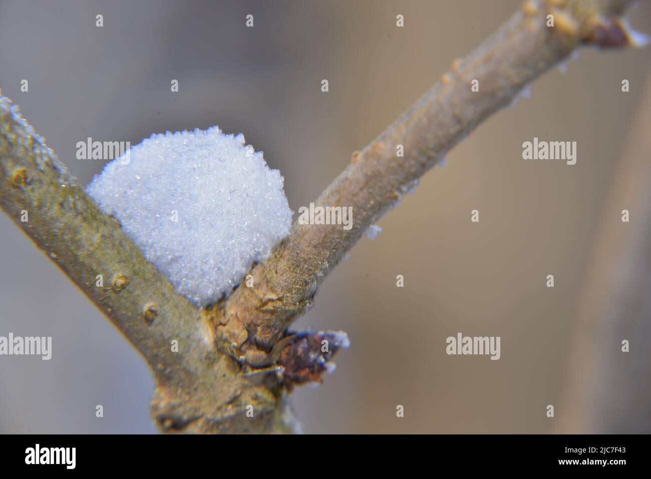 A snow flake between tree branches Stock Photo - Alamy