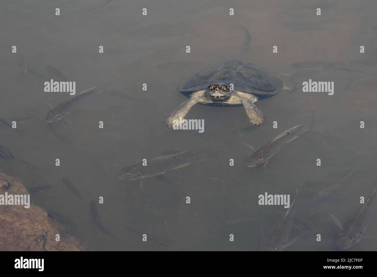 Starrbrust-Pelomeduse / Marsh or Helmeted turtle / Pelomedusa subrufa ...
