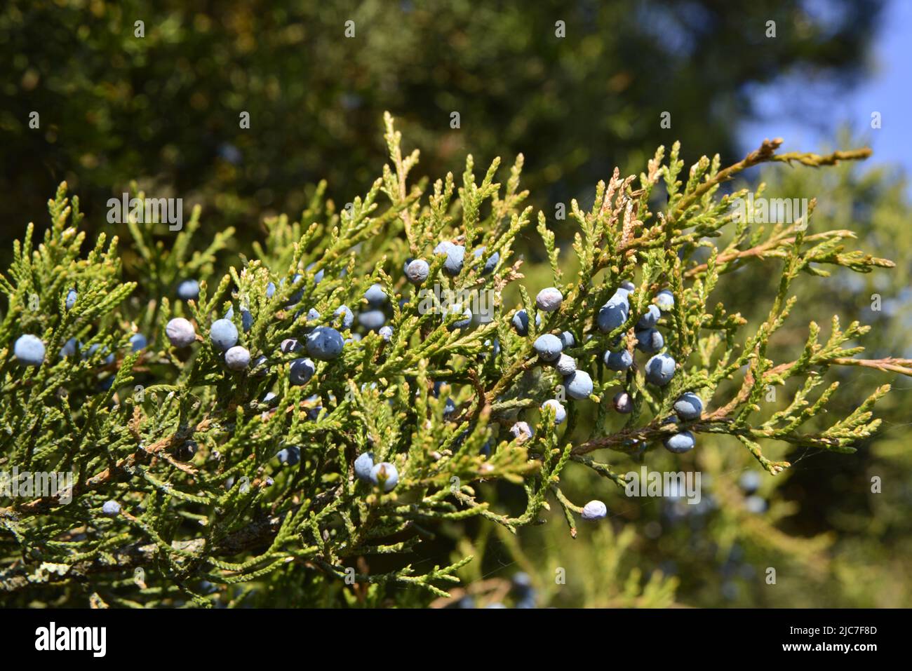 Juniper plants hi-res stock photography and images - Alamy
