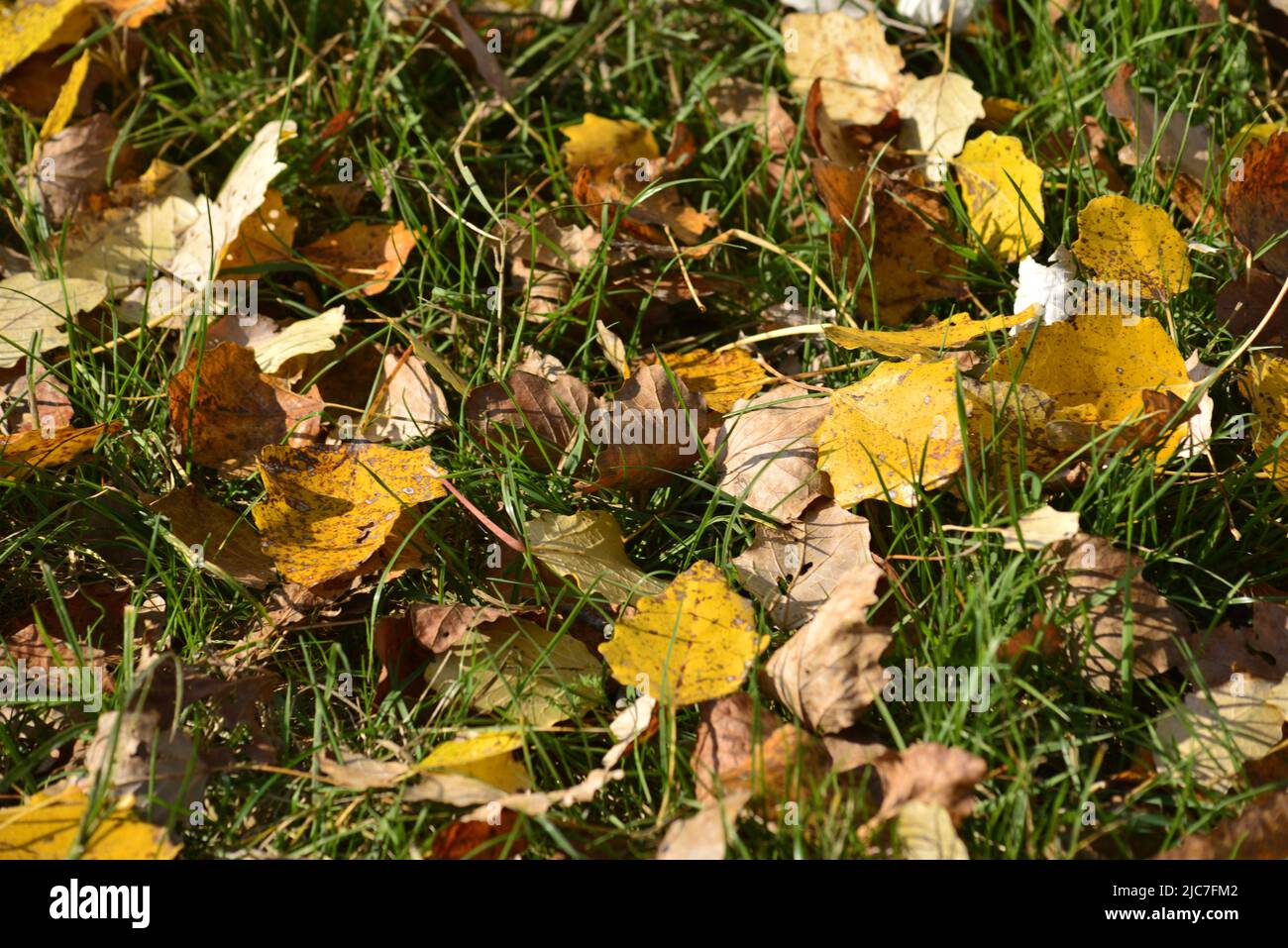 The first dry leaves of autumn Stock Photo - Alamy