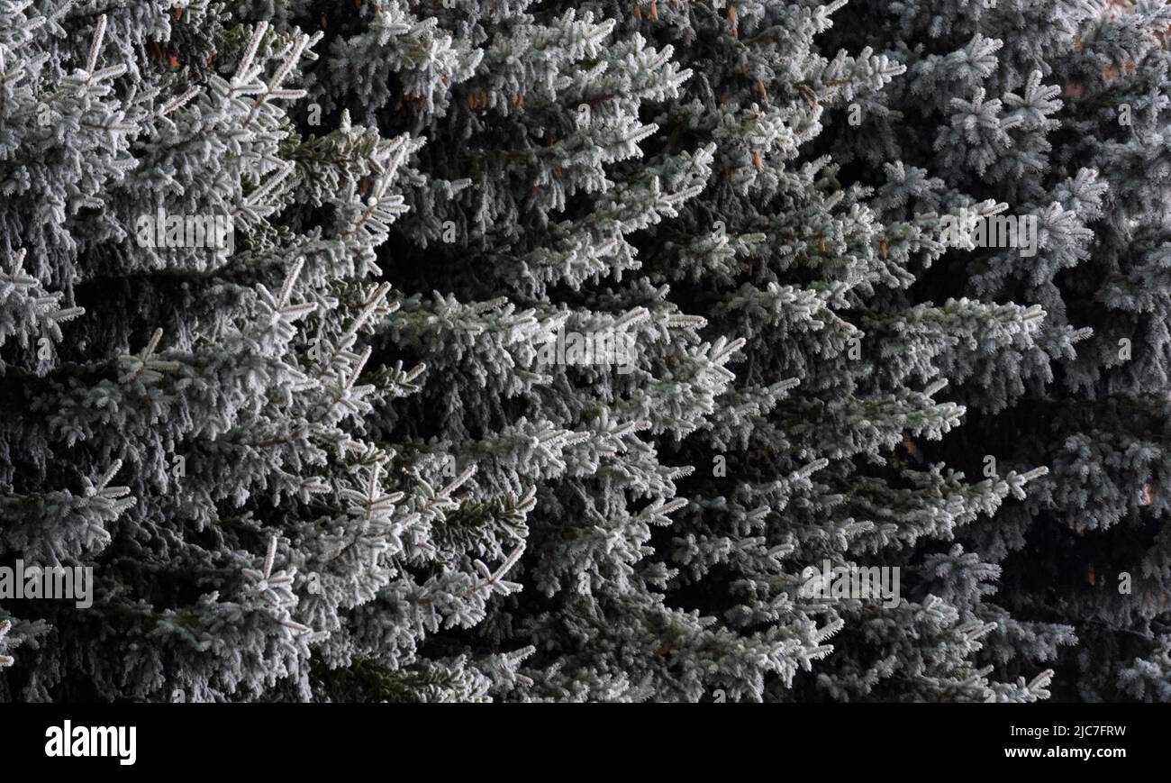 Spruce trees covered with frost. Background of the branches of spruce ...