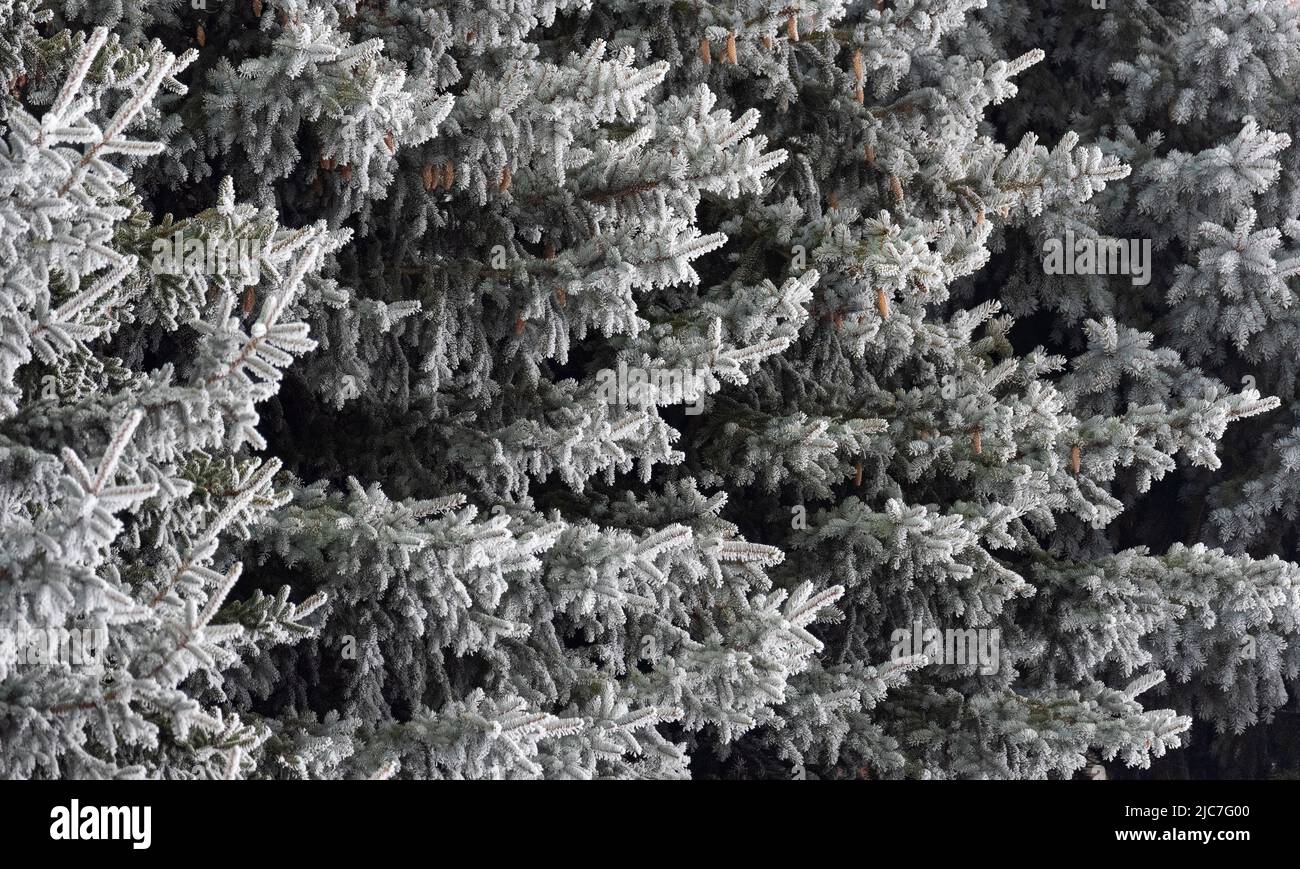 Spruce trees covered with frost. Background of the branches of spruce ...