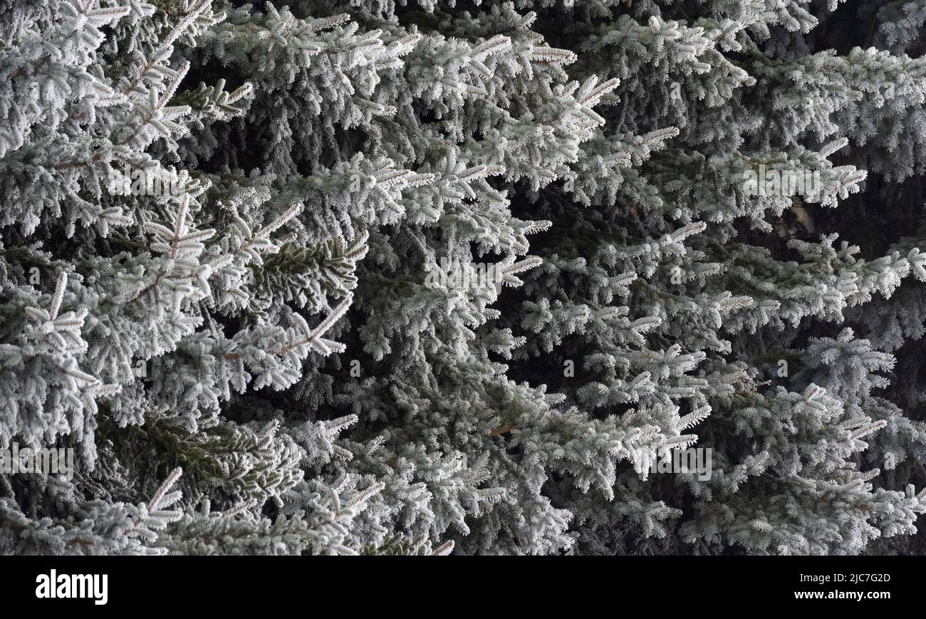 Spruce trees covered with frost. Background of the branches of spruce ...