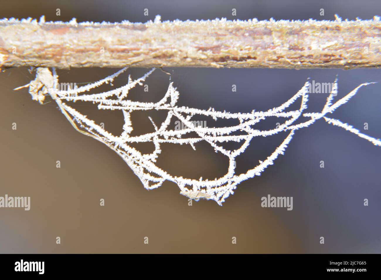 Frozen spider web at the earlier winter Stock Photo - Alamy