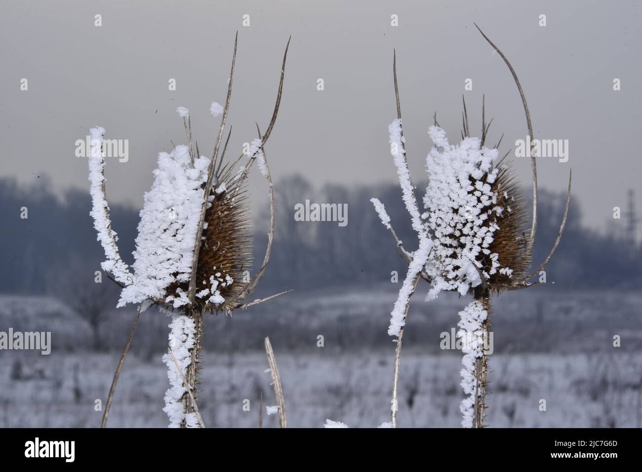 Pair of frozen bushes with out-of-focus forest in the background Stock ...