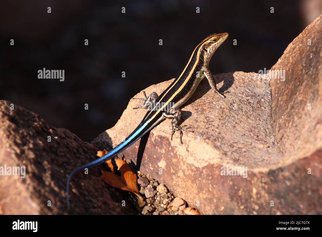 African striped skinks hi-res stock photography and images - Alamy