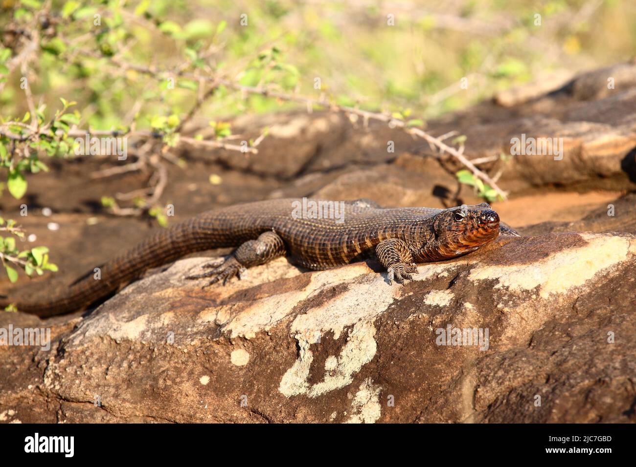 Felsen-Schildechse / Giant plated lizard / Gerrhosaurus validus Stock ...