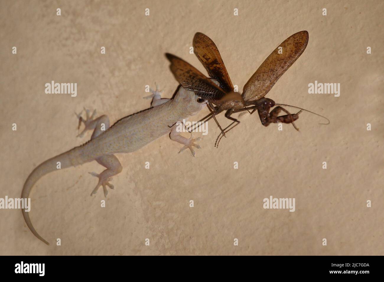 Afrikanischer Hausgecko / Tropical house gecko or Afro-American house ...