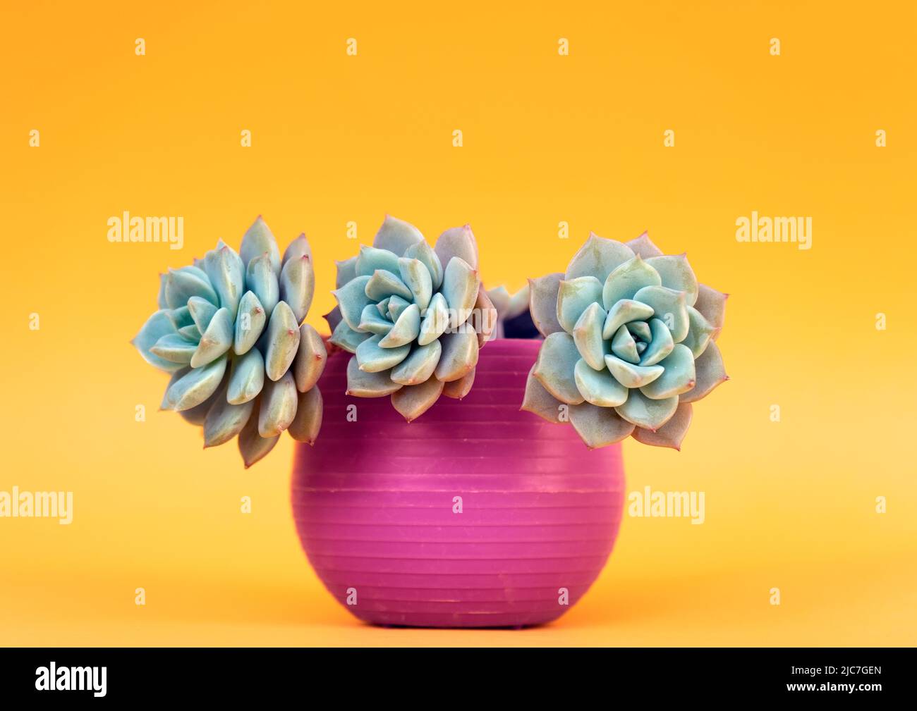 Succulents in a pink pot isolated on yellow background. dynamic and ...