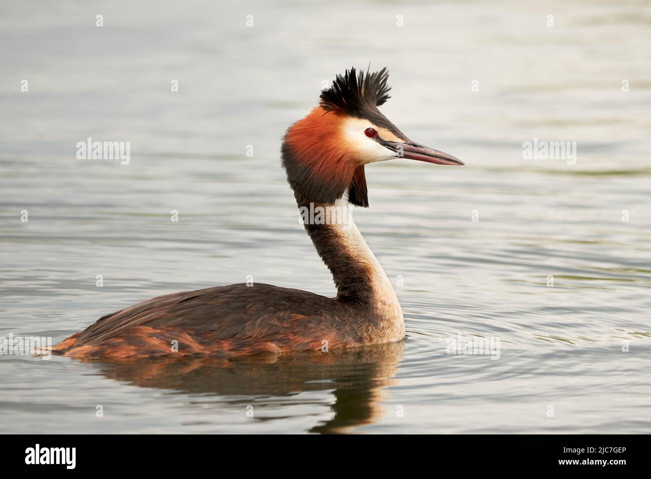 Great crested grebe bird close-up ( Podiceps cristatus Stock Photo - Alamy