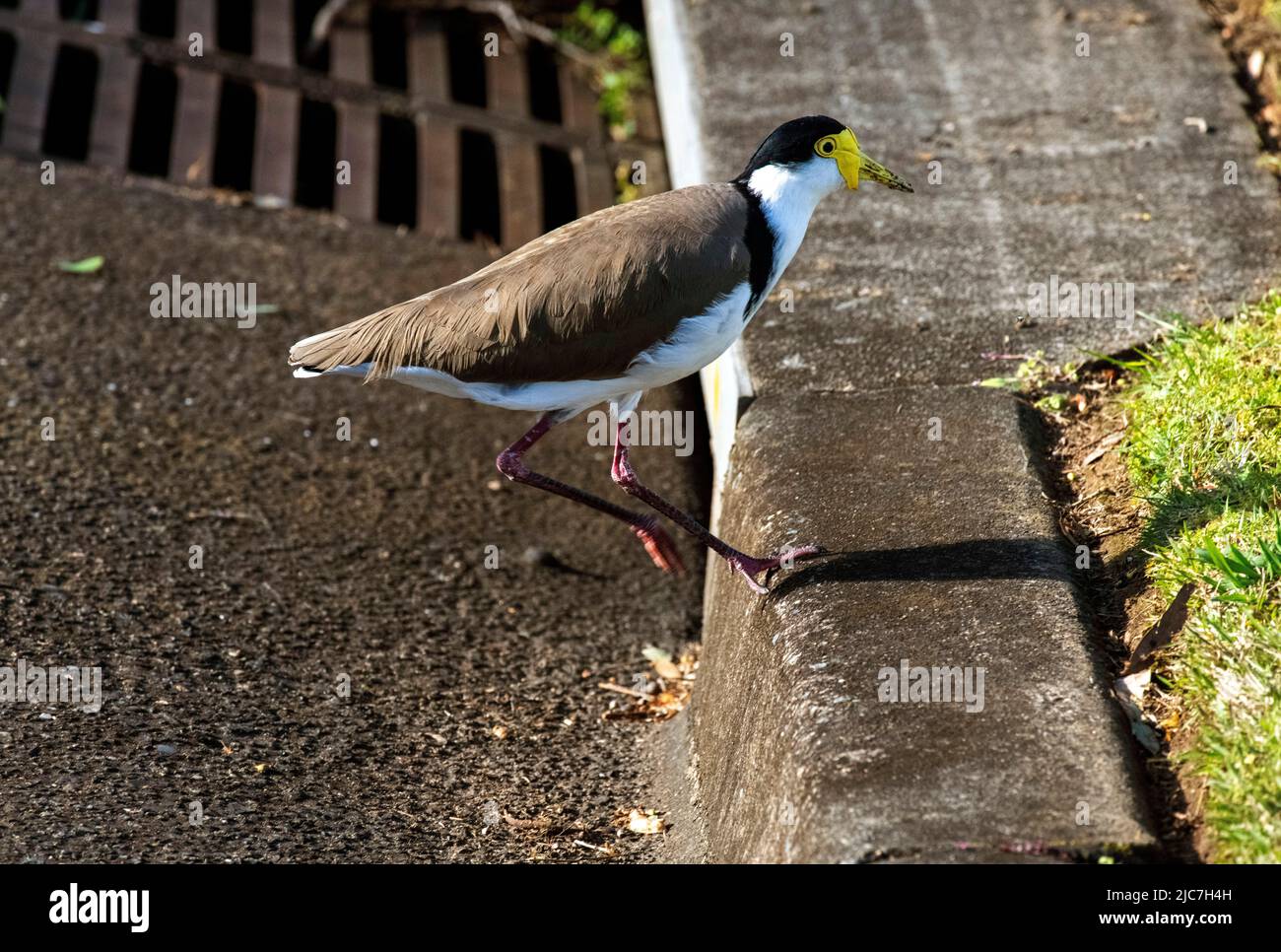 An Australian (Masked Lapwing; Vanellus miles) finds eatable in Sydney ...
