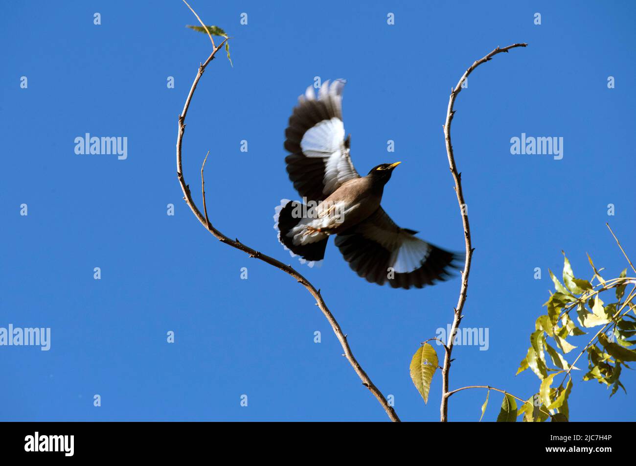 An Australian Common Myna (Acridotheres tristis) in Sydney, NSW ...