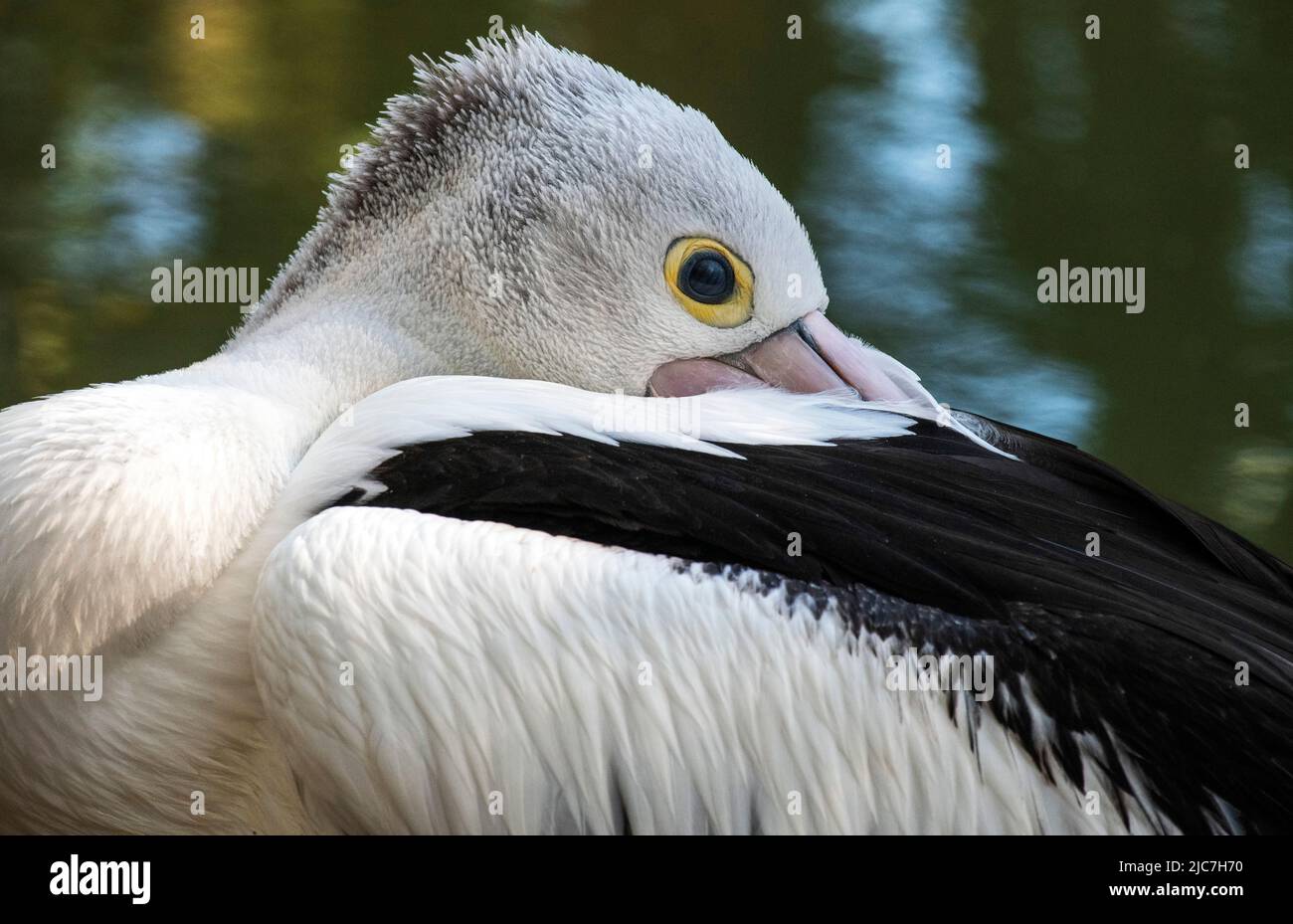 Close-up of an Australian Pelican (Pelecanus conspicillatus) with its ...