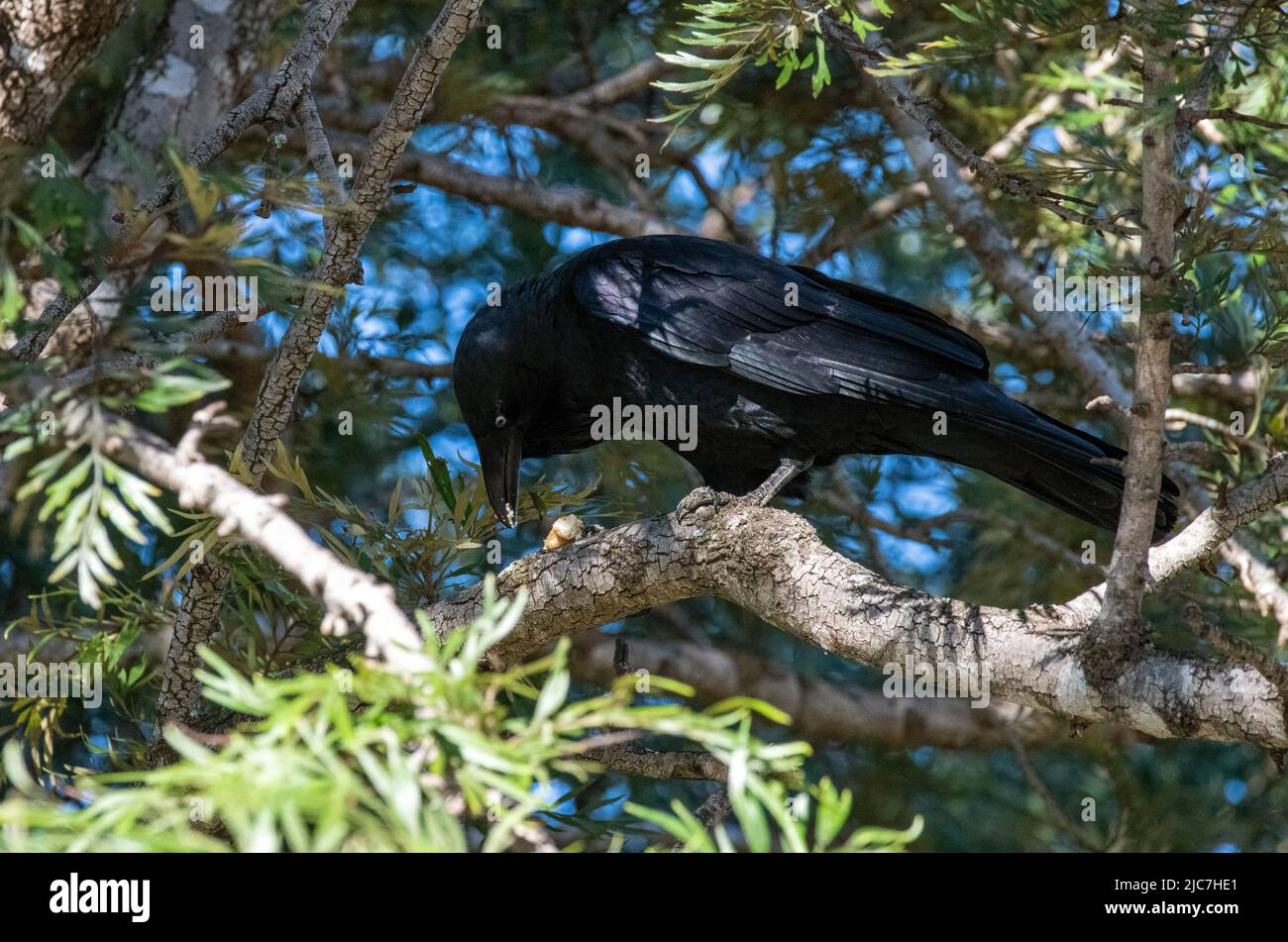 An Australian raven (Corvus coronoides) eating on a tree in Sydney, NSW ...