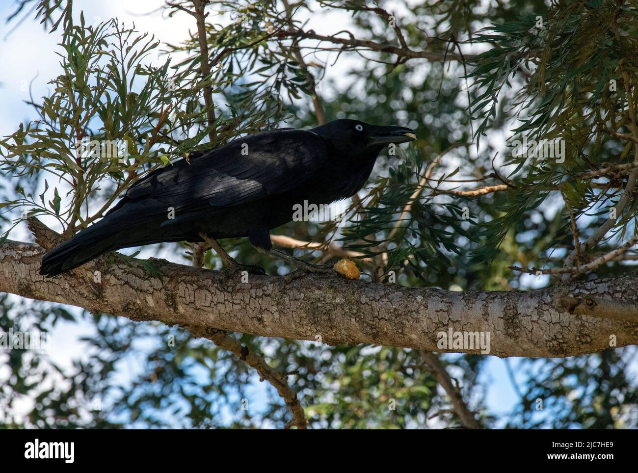 An Australian raven (Corvus coronoides) perched on a tree in Sydney ...