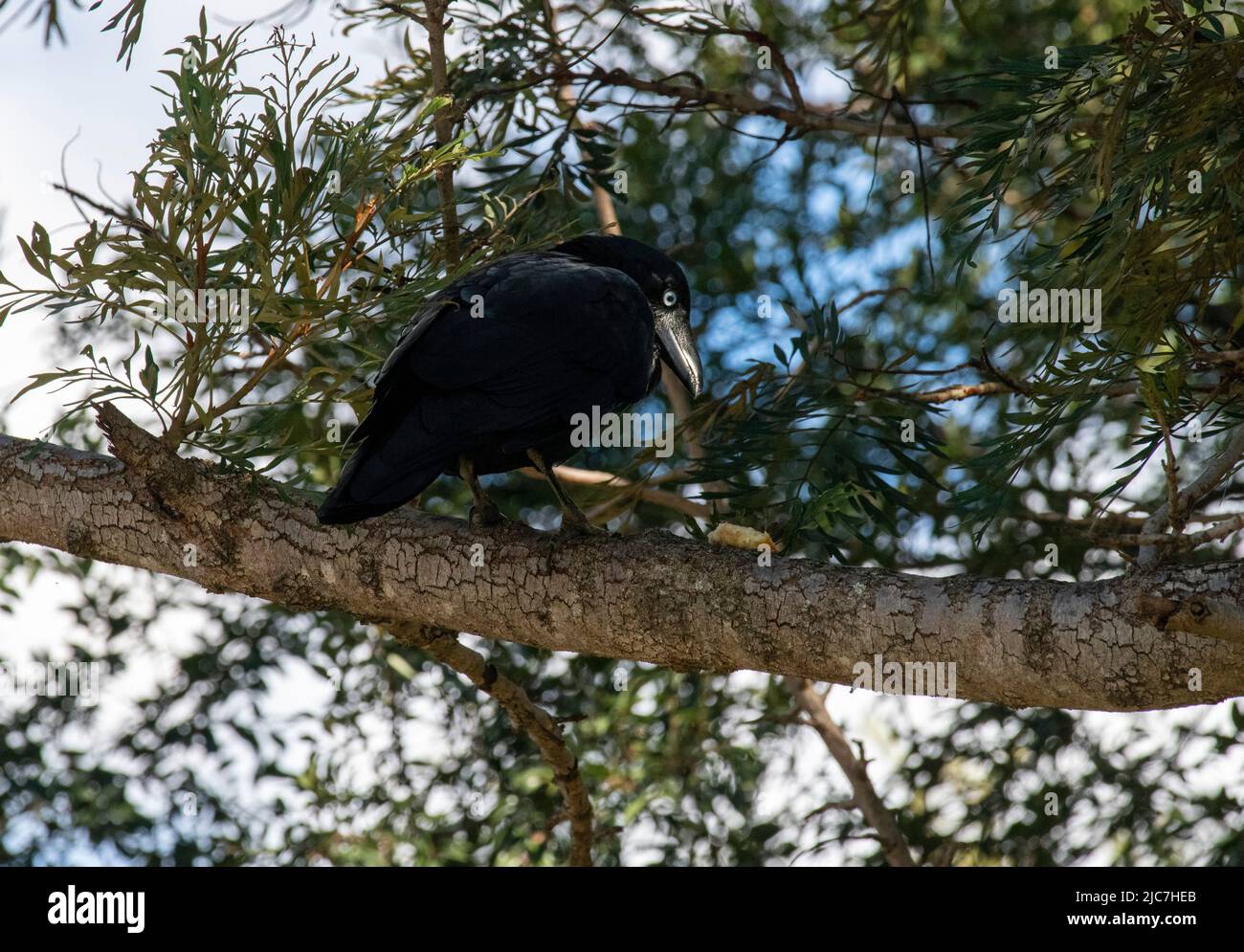 An Australian raven (Corvus coronoides) perched on a tree in Sydney ...