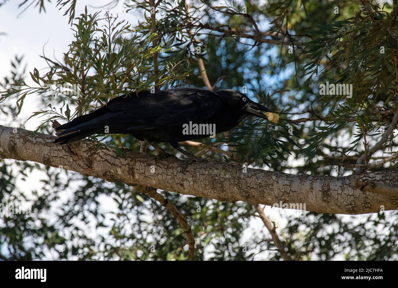An Australian raven (Corvus coronoides) perched on a tree in Sydney ...