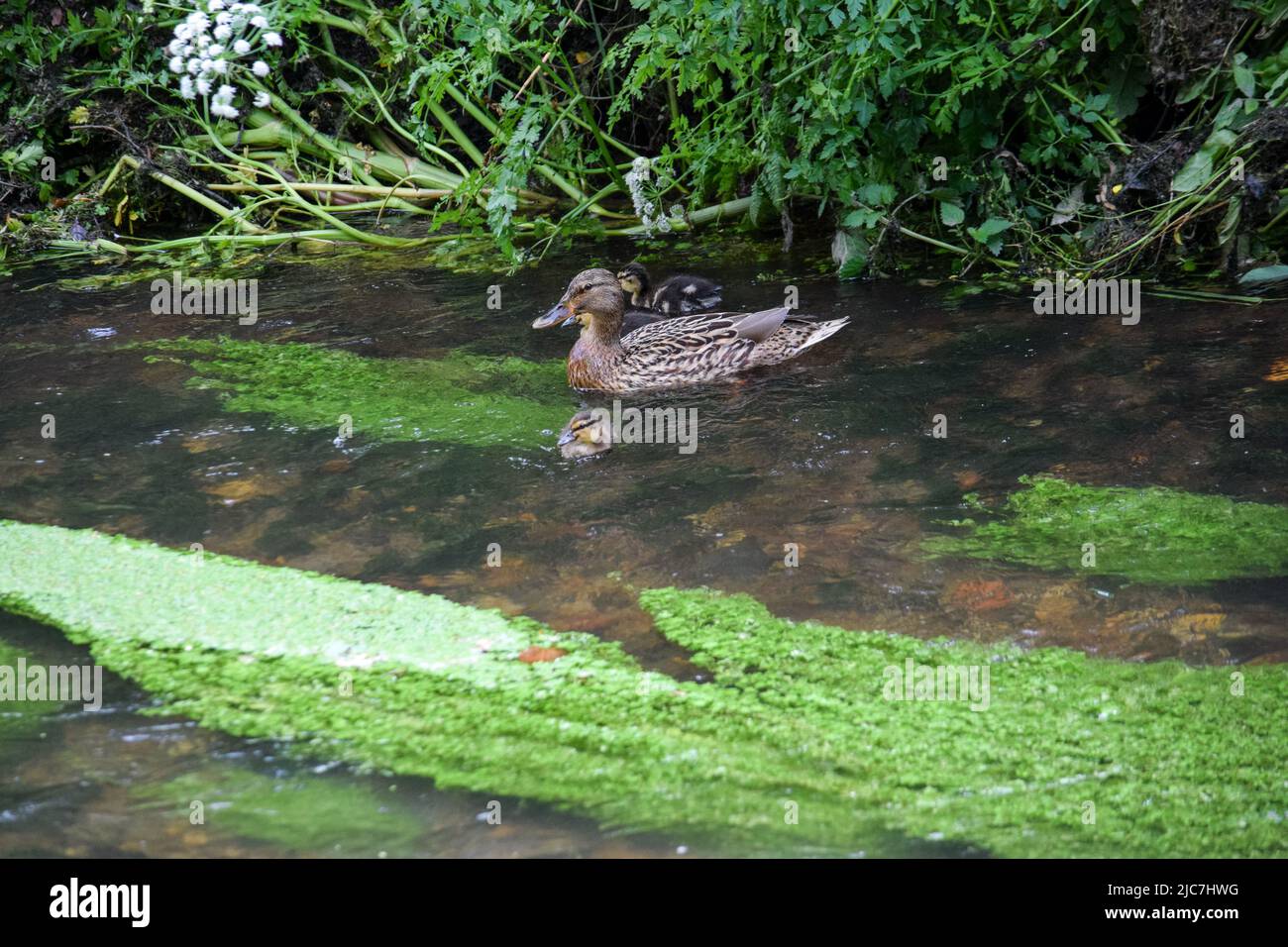 Ducklings relaxing on grass hi-res stock photography and images - Alamy