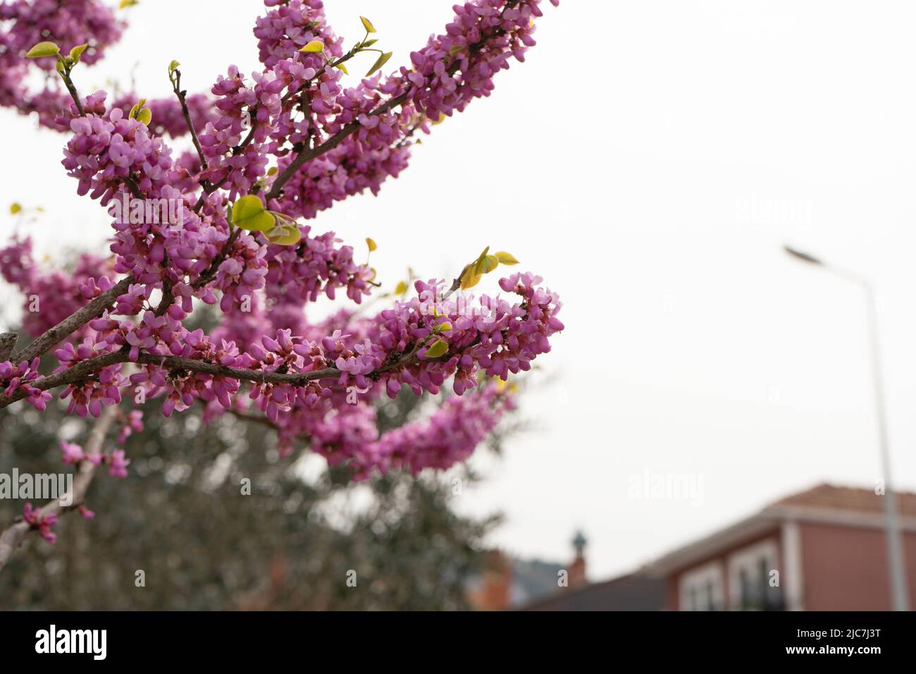 Spring blossom close up, beautiful vibrant color, Redbud flower Stock ...