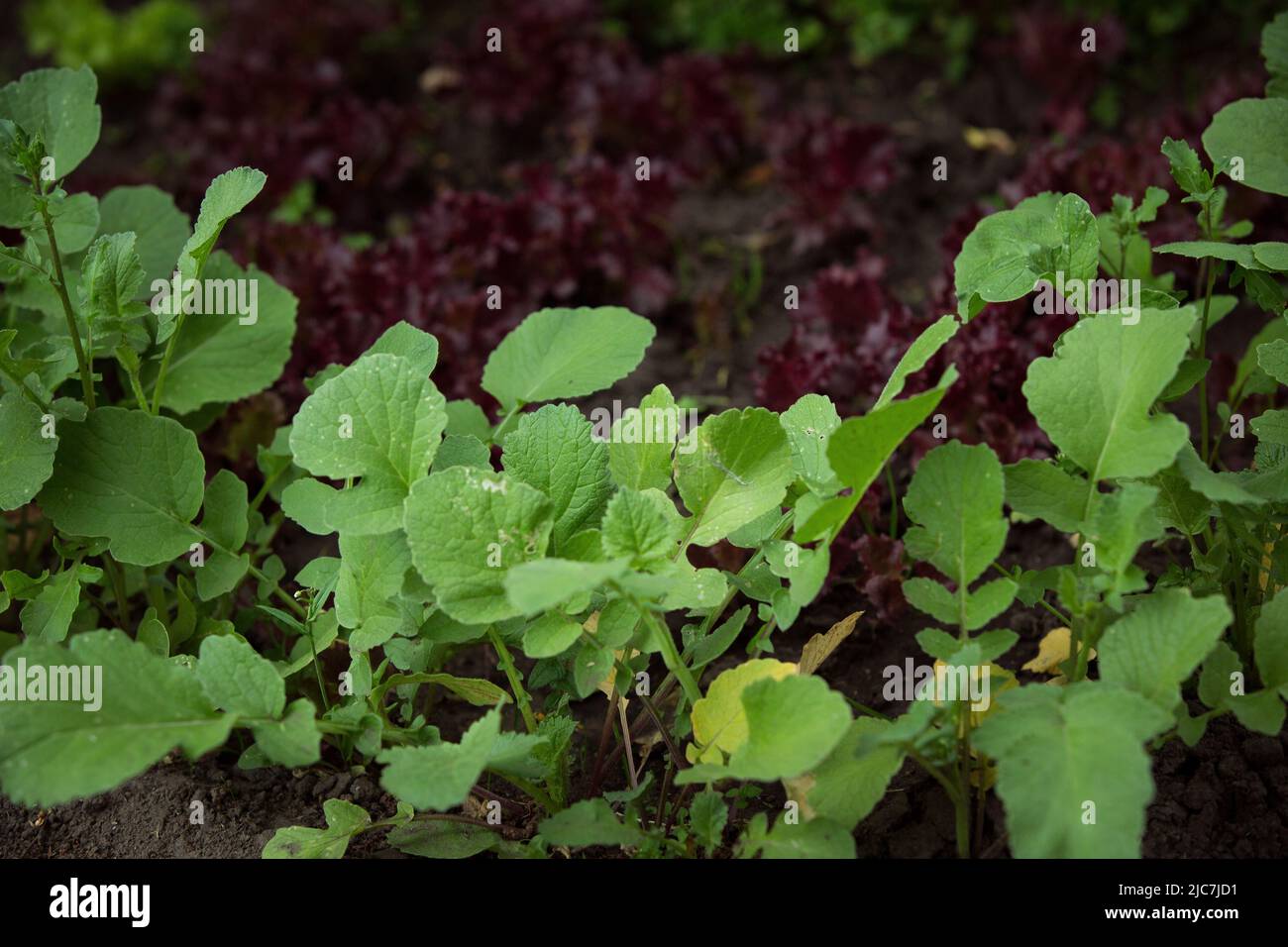 Types of lettuce hi-res stock photography and images - Alamy