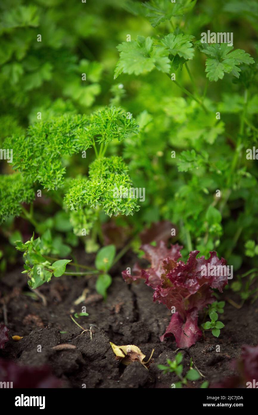 Various types of lettuce seedlings in the garden in spring Stock Photo ...