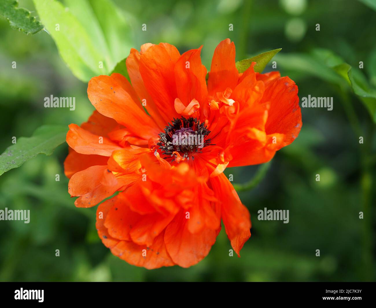 Deep blood red of an oriental poppy (Papaver orientale) in Spring in a ...