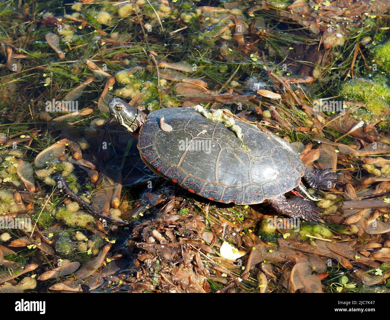 Painted turtle sunning on a log in a very choked up lake in Ottawa ...
