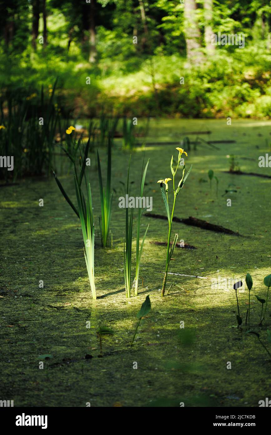 Perennial spring water hi-res stock photography and images - Alamy