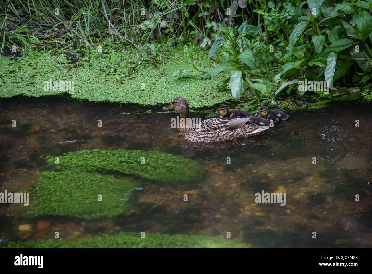 Mallard & ducklings 080622 Stock Photo - Alamy