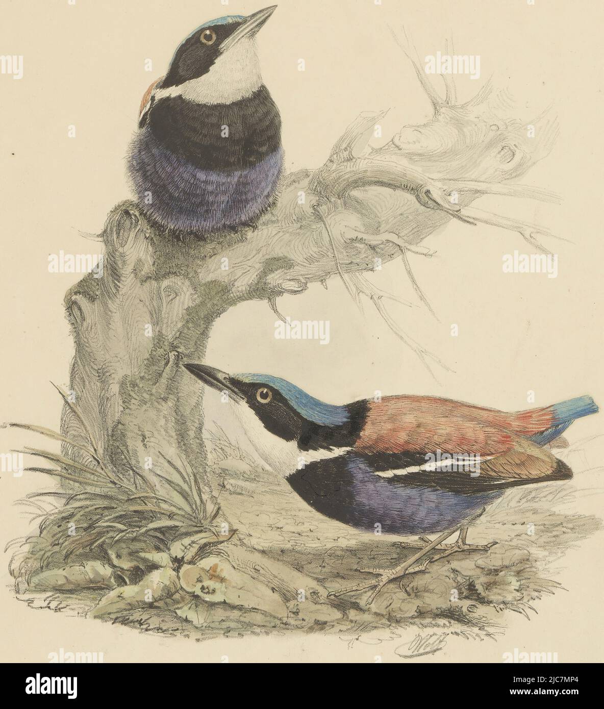 Joseph wolf hi-res stock photography and images - Alamy