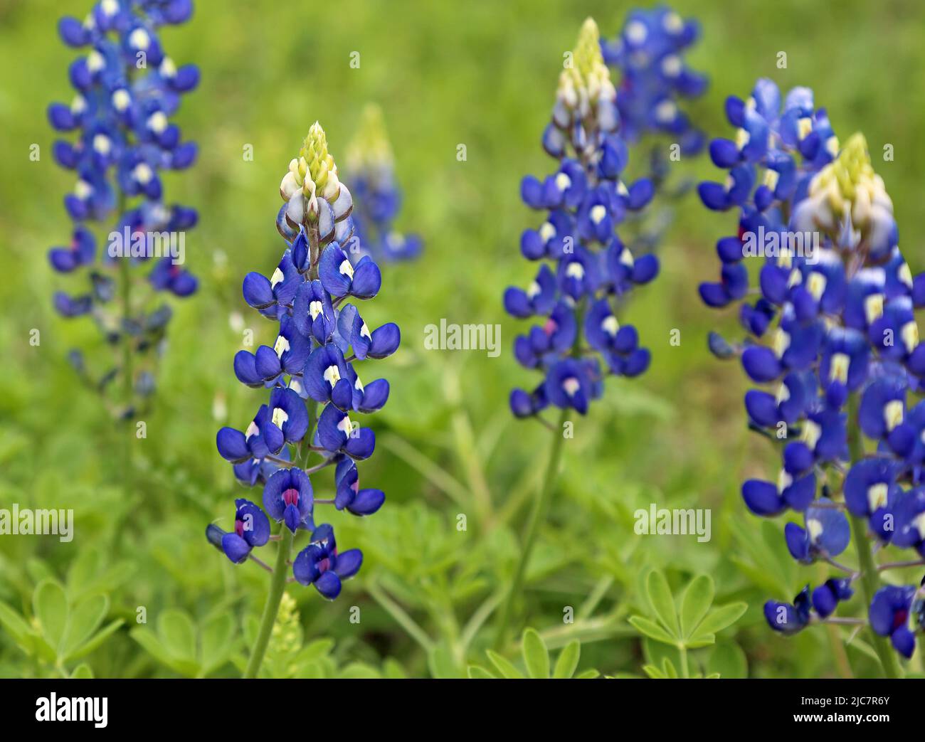 Blue lupin flowers Stock Photo - Alamy