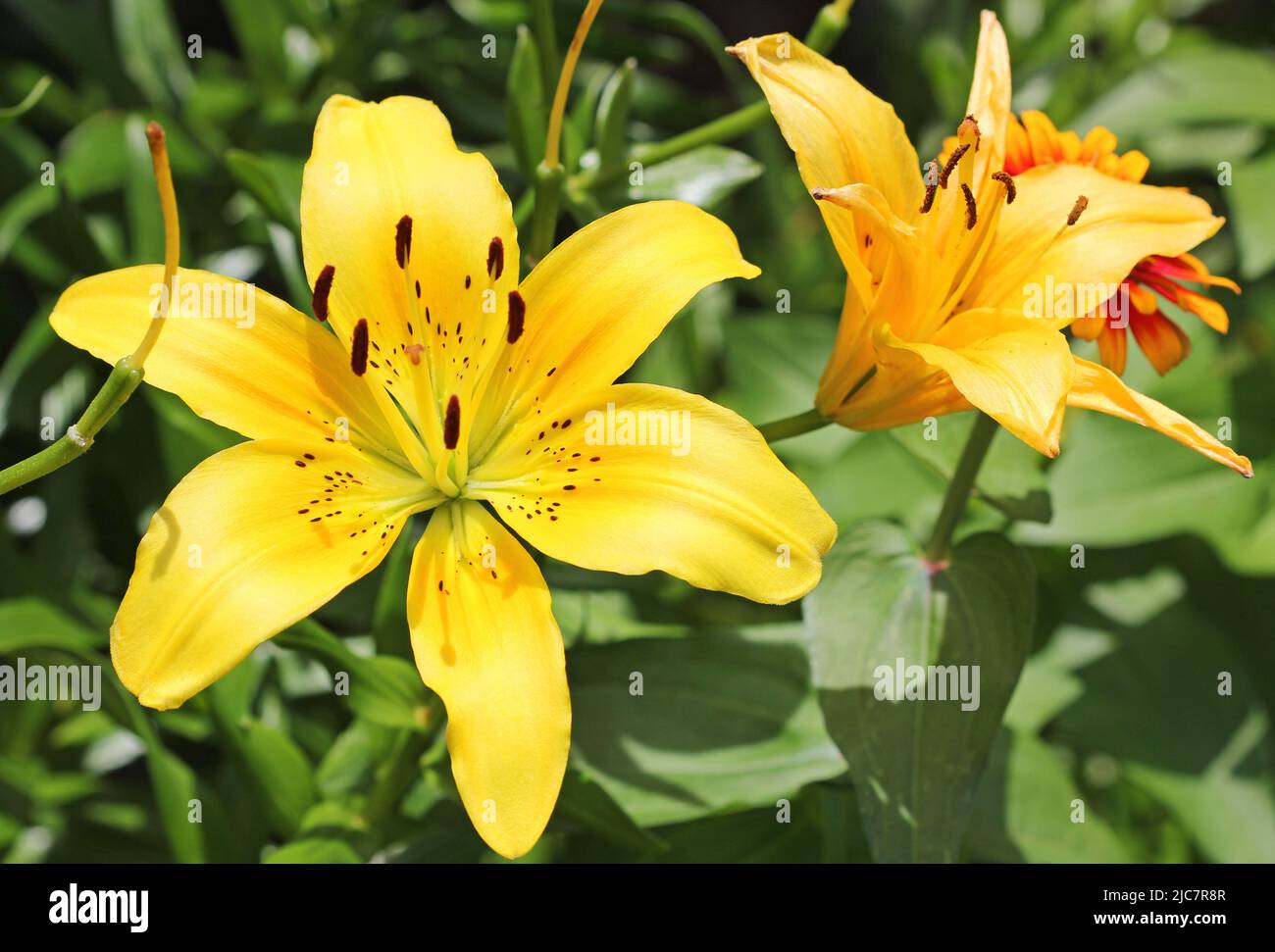 Lily yellow hi-res stock photography and images - Alamy