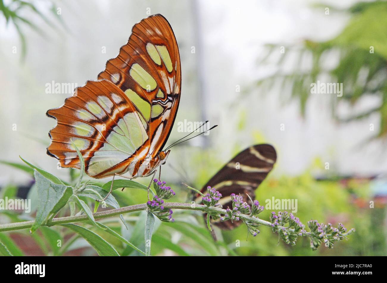 Tailed jay butterfly Stock Photo - Alamy