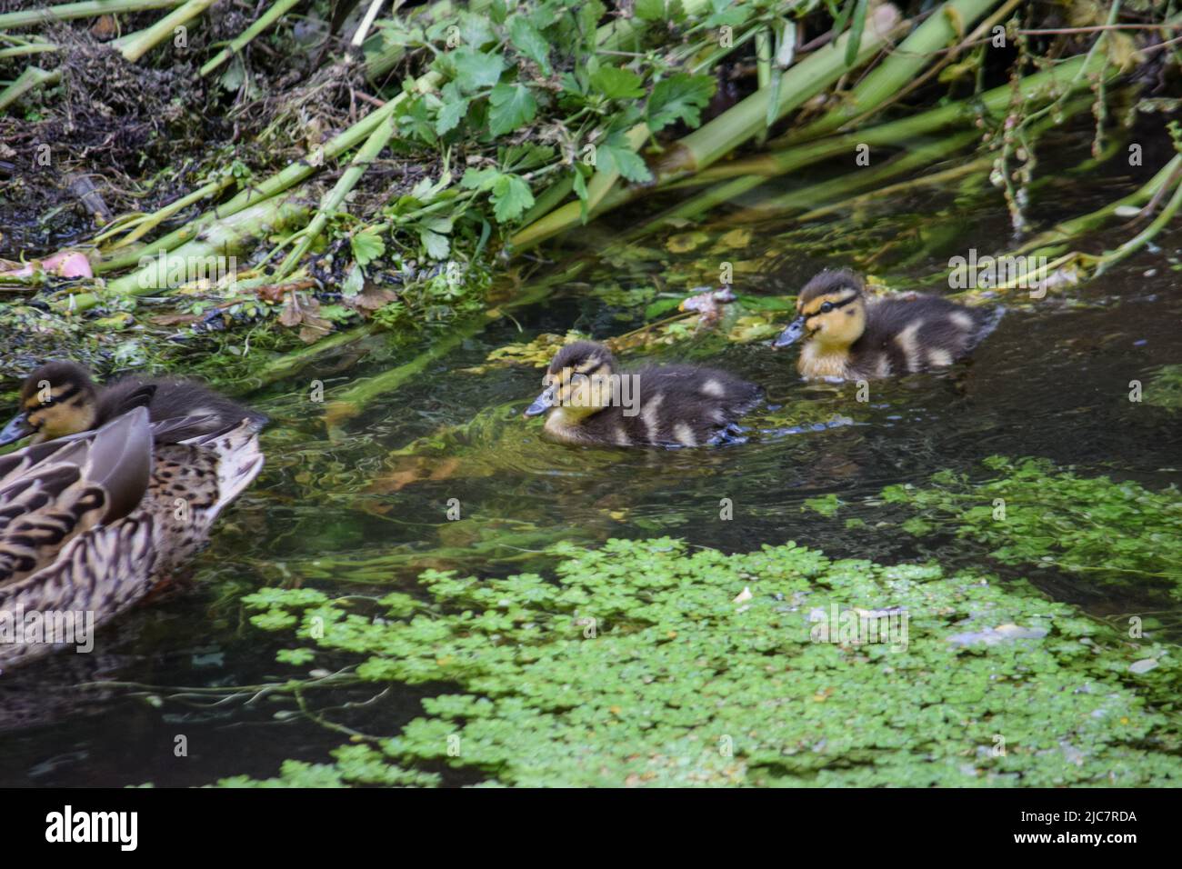 Ducklings relaxing on grass hi-res stock photography and images - Alamy
