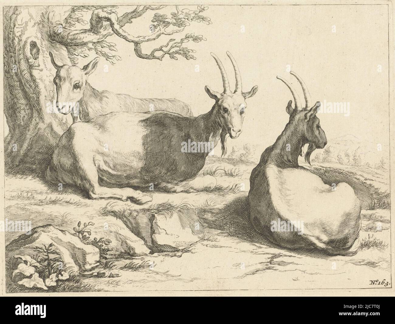 Goats resting under a tree hi-res stock photography and images - Alamy