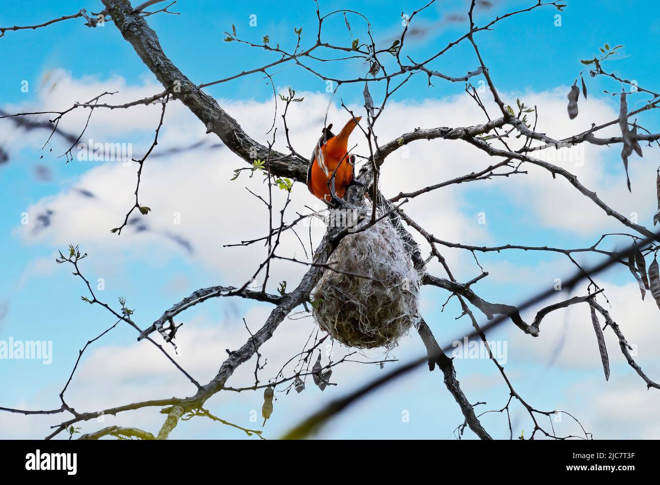 The nest of Baltimore oriole in the branches of a tree crowns Stock ...