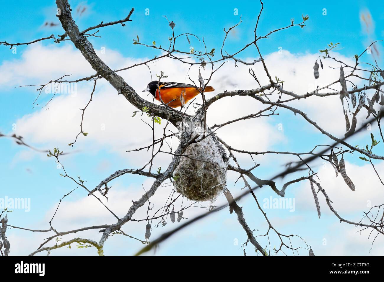 The nest of Baltimore oriole in the branches of a tree crowns Stock ...
