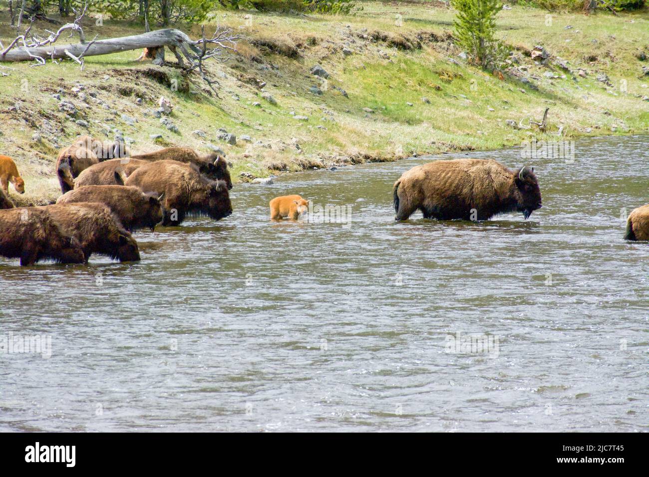 Buffalo crossing yellowstone hi-res stock photography and images - Alamy