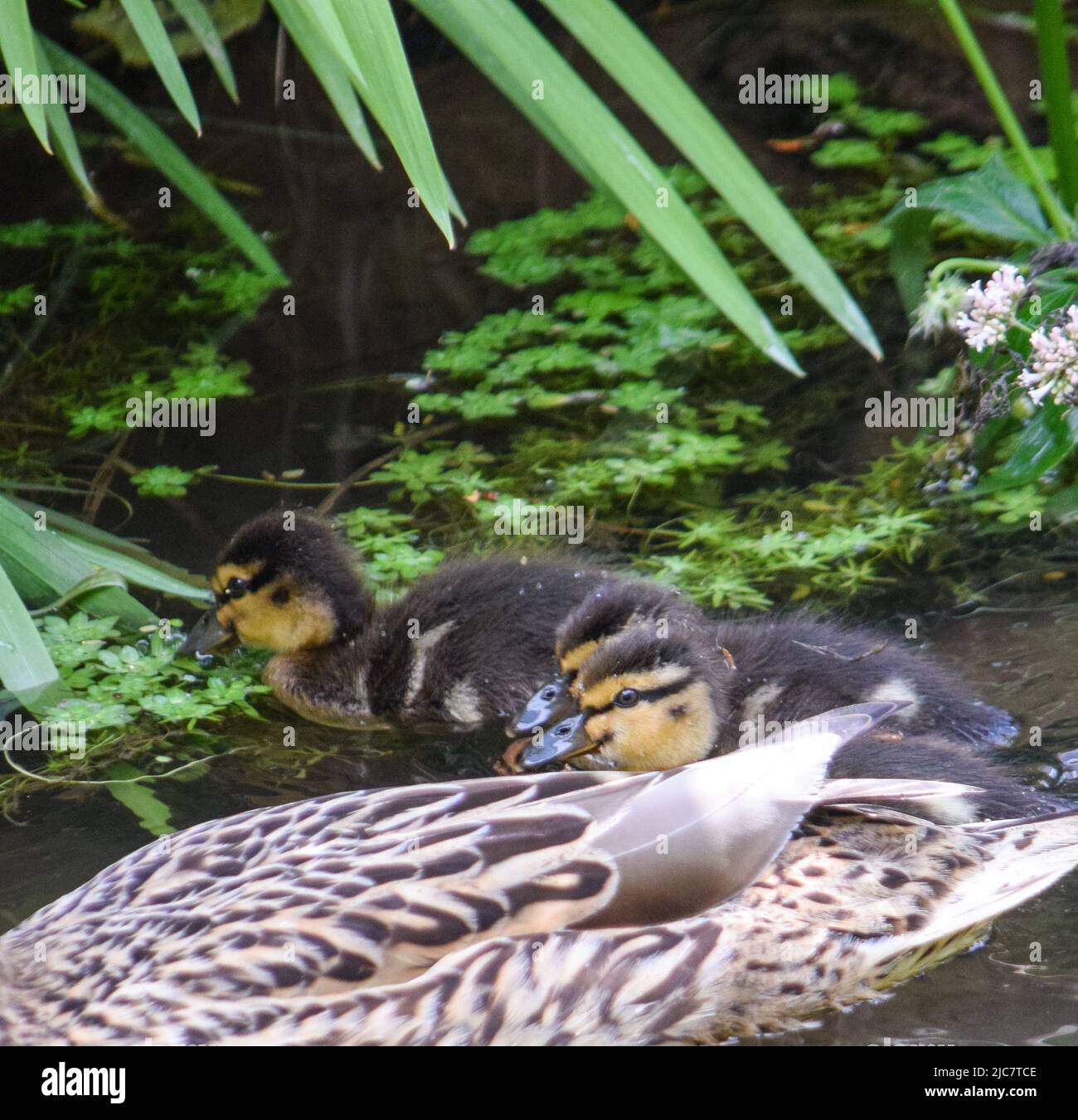 Mallard & ducklings 080622 Stock Photo - Alamy