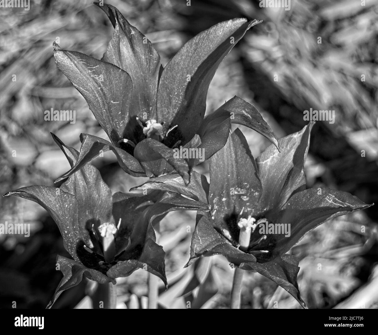 Black and white photography leaf hi-res stock photography and images - Alamy