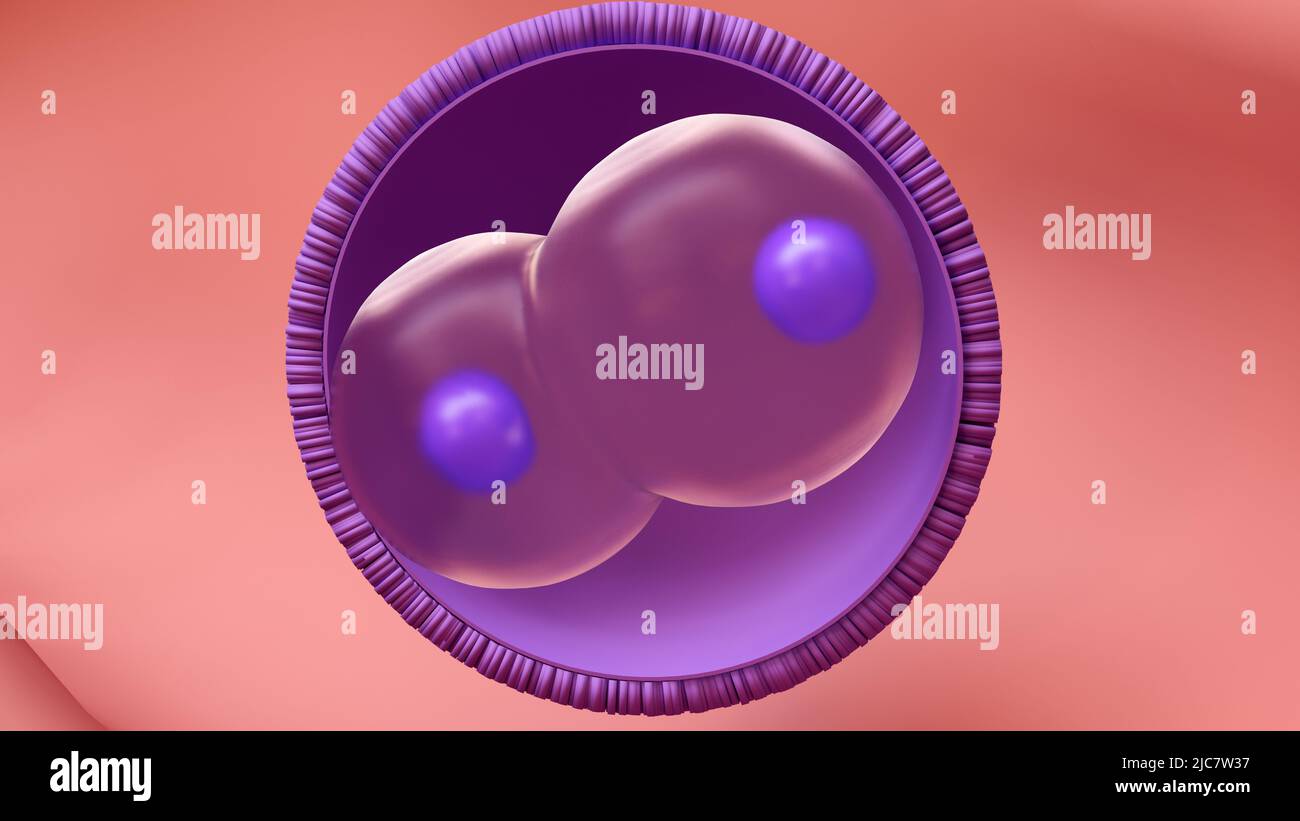 Fertilized egg cell dividing, illustration Stock Photo - Alamy