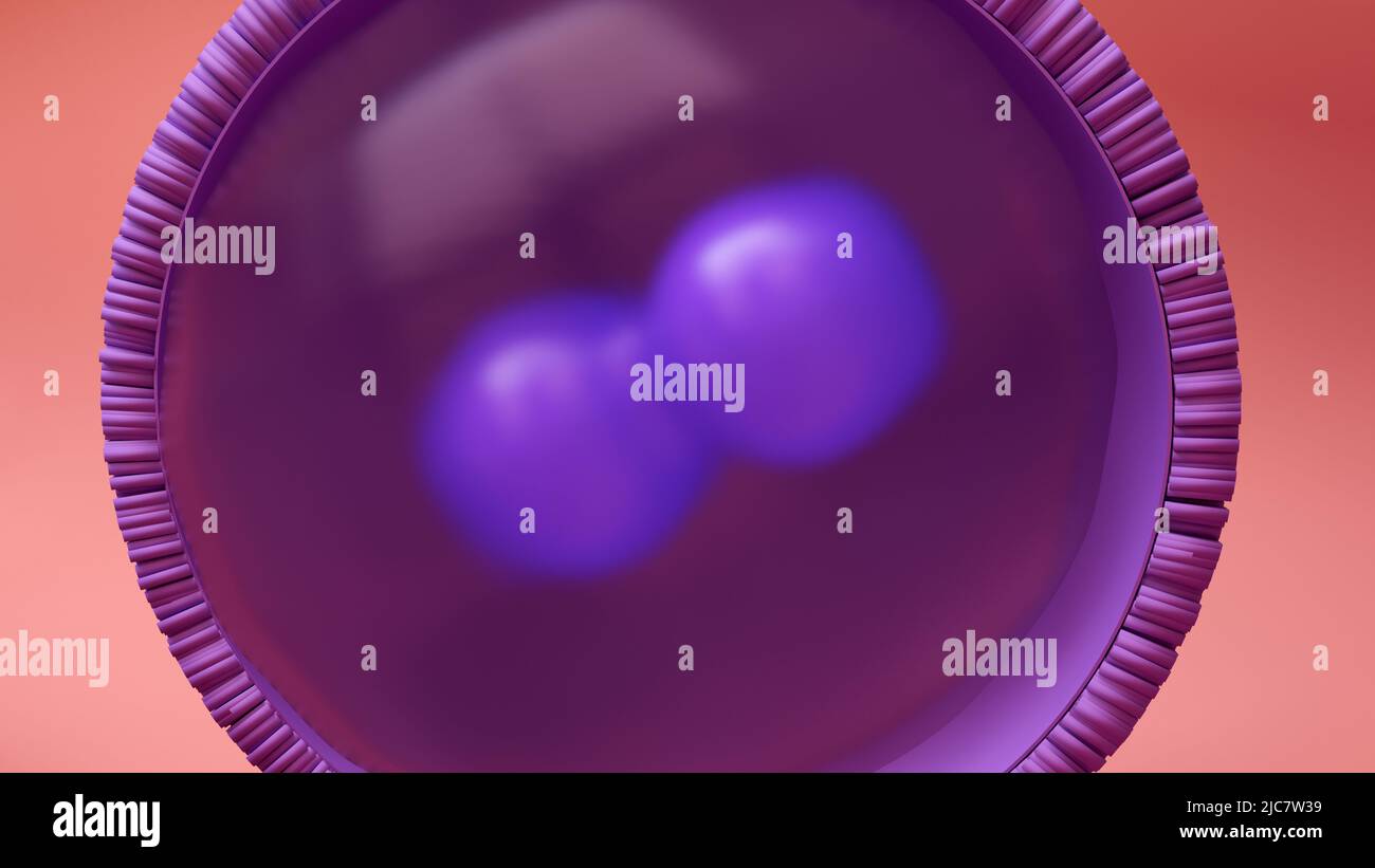 Egg cell was fertilised hi-res stock photography and images - Alamy