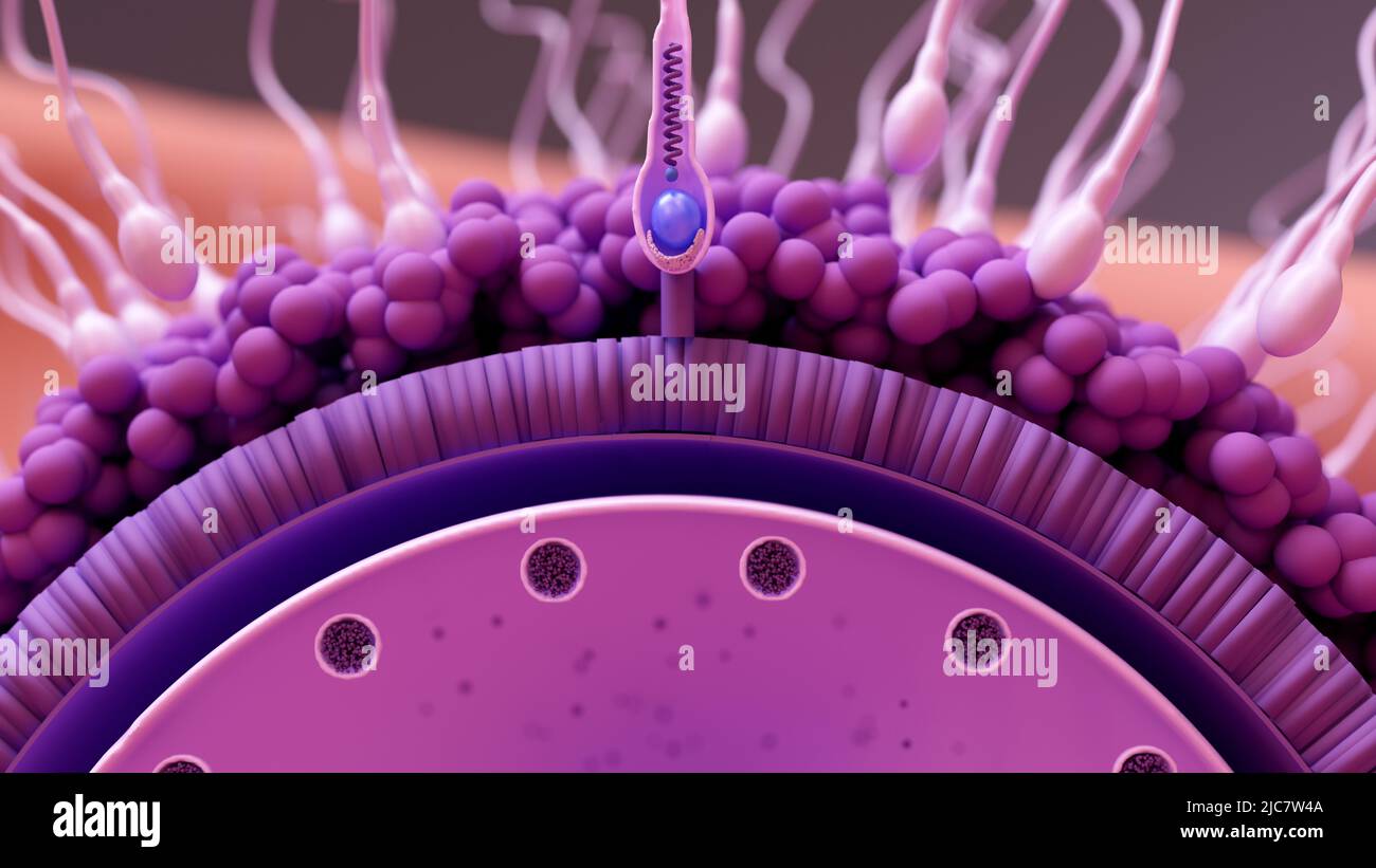 Sperm cell fertilising egg cell, illustration Stock Photo - Alamy