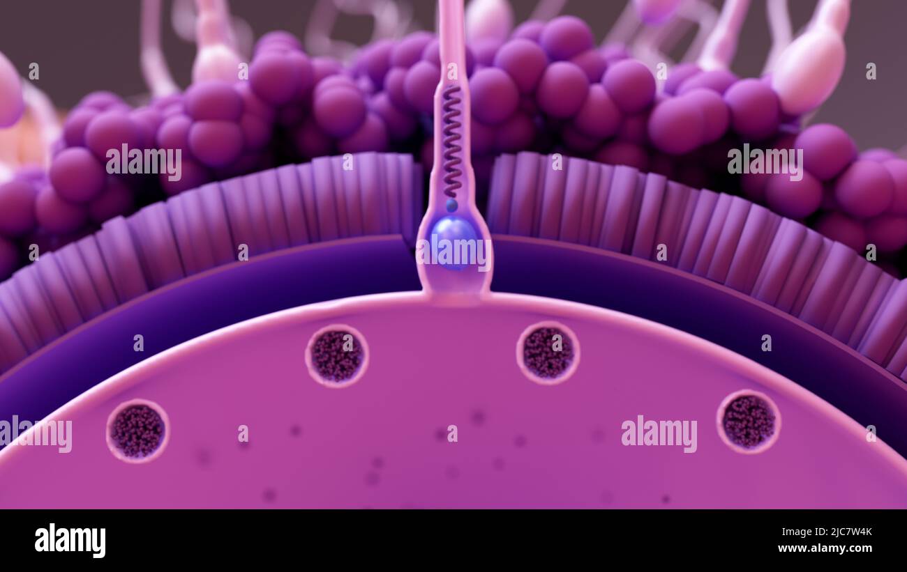 Sperm cell fertilising an egg, illustration Stock Photo - Alamy