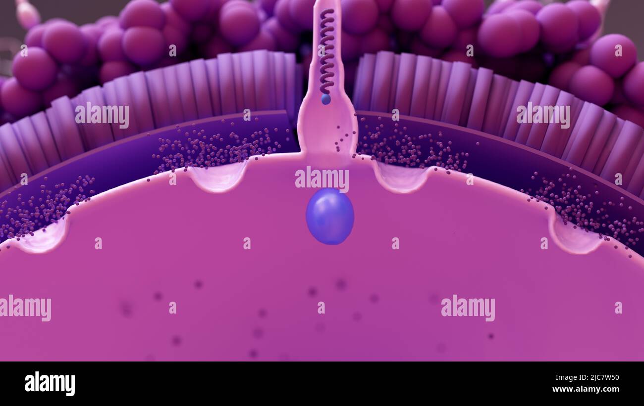 Sperm cell fertilising an egg cell, illustration Stock Photo - Alamy